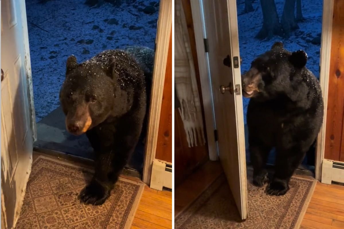 See the Most Polite Bear Ever Close the Door When Asked