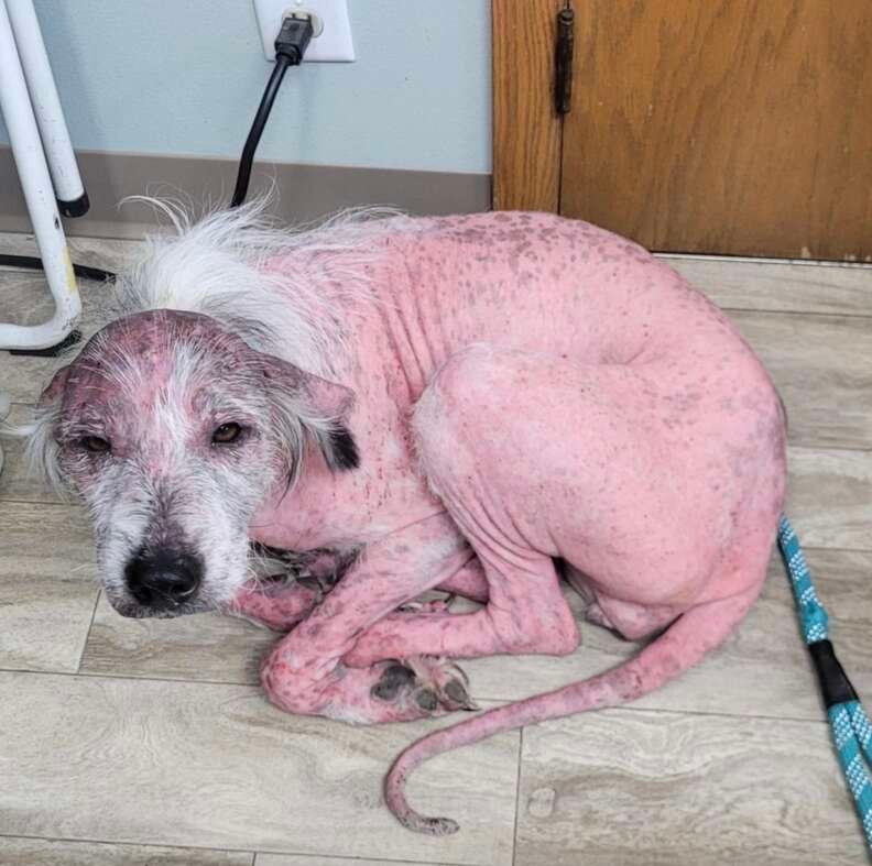 Rescuers Were Astonished When They Found Out What Breed This Poor Pup ...