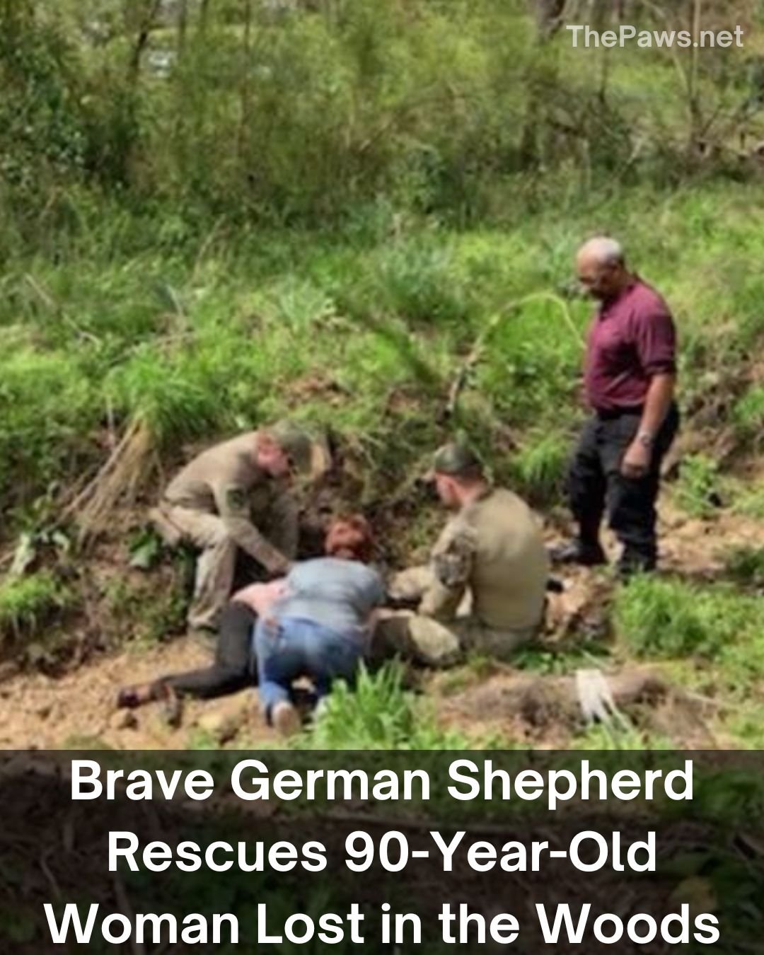 Brave German Shepherd Rescues 90-Year-Old Woman Lost in the Woods