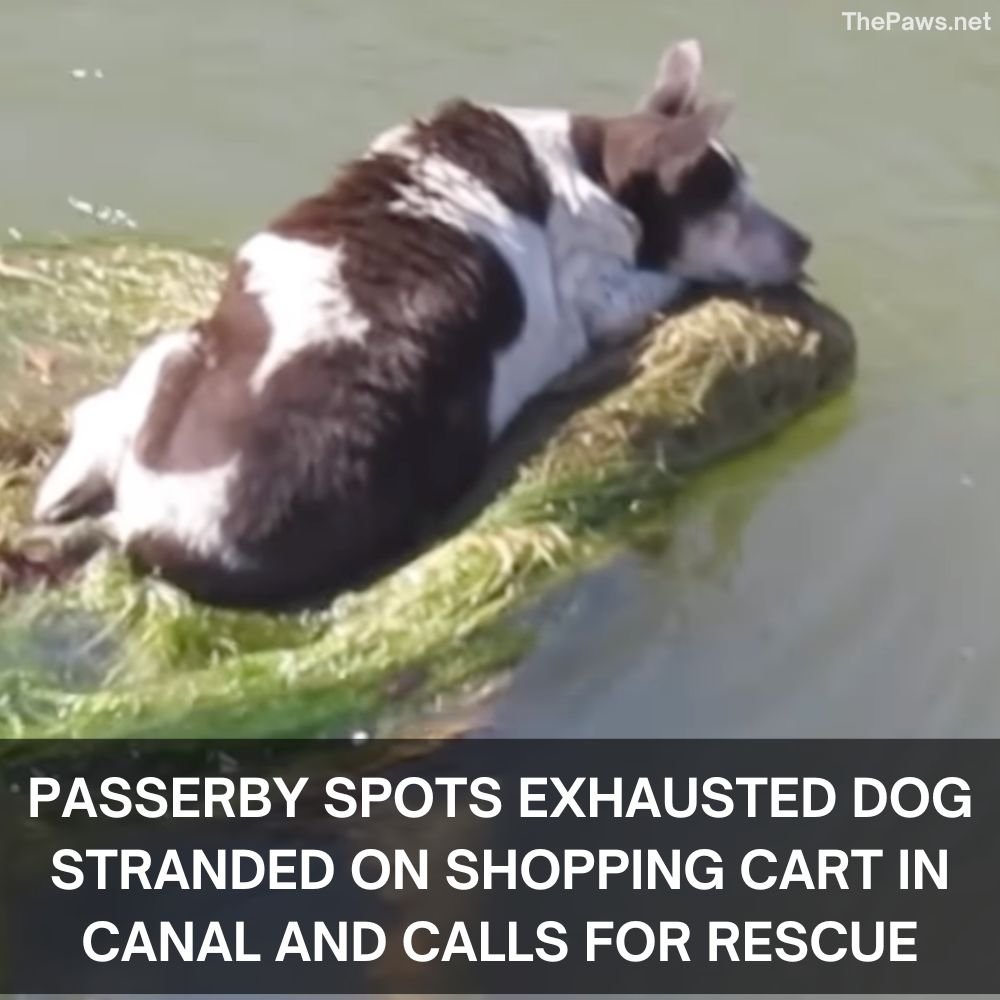Passerby Spots Exhausted Dog Stranded on Shopping Cart in Canal and ...