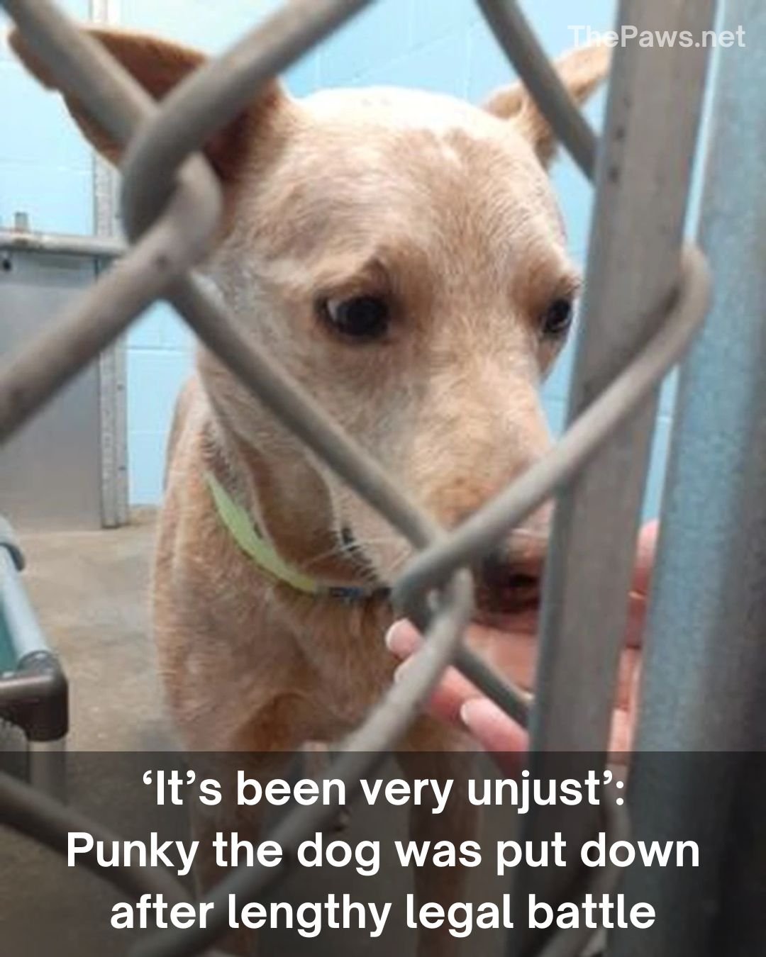 ‘It’s been very unjust’: Punky the dog was put down after lengthy legal ...