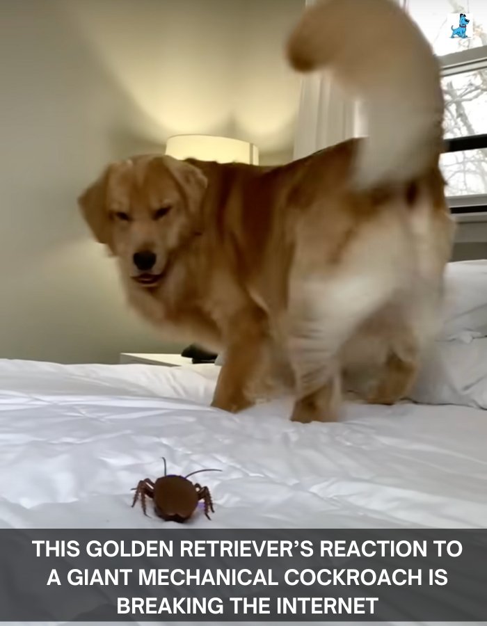 This Golden Retriever’s Reaction to a Giant Mechanical Cockroach Is ...