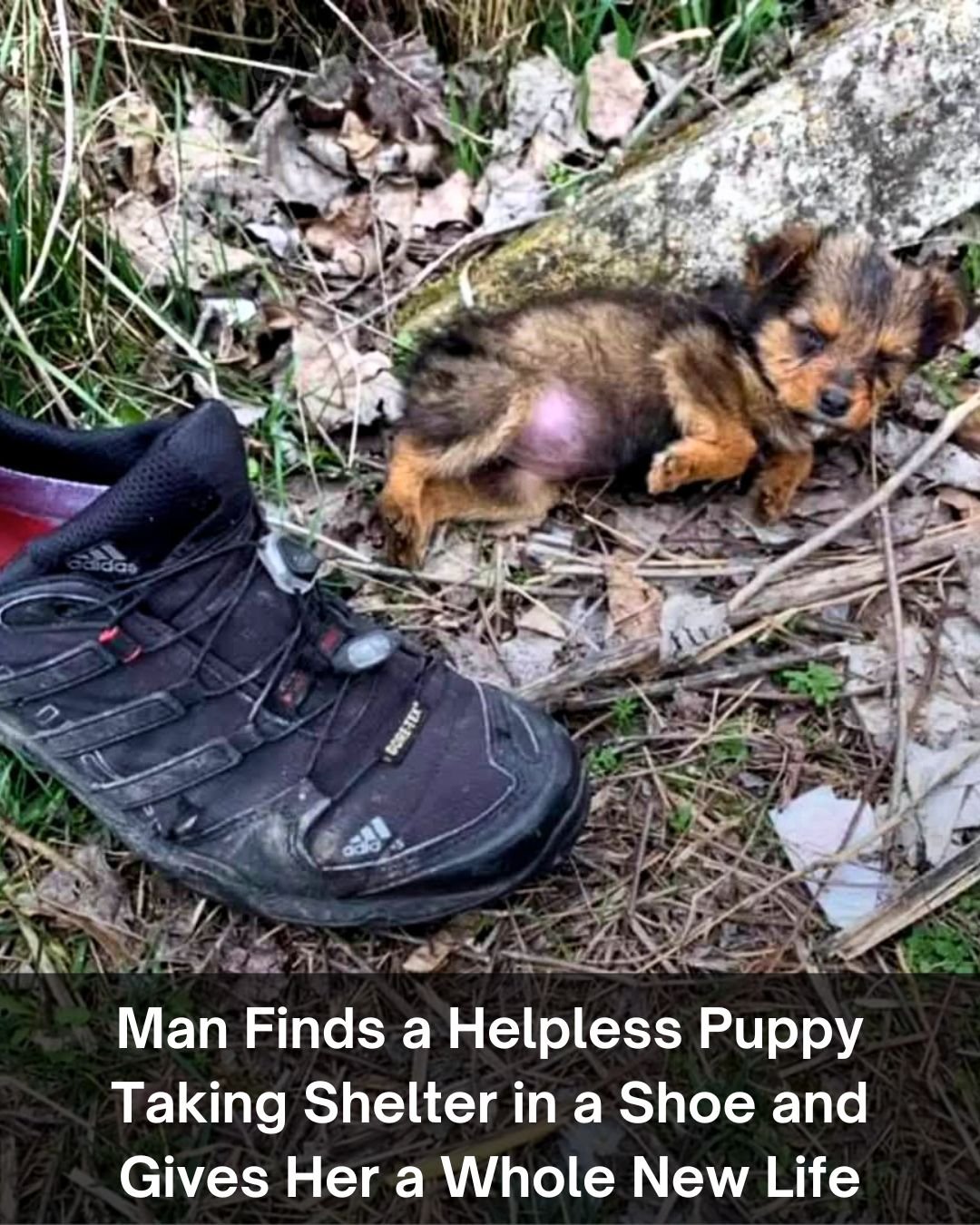 Man Finds a Helpless Puppy Taking Shelter in a Shoe and Gives Her a ...