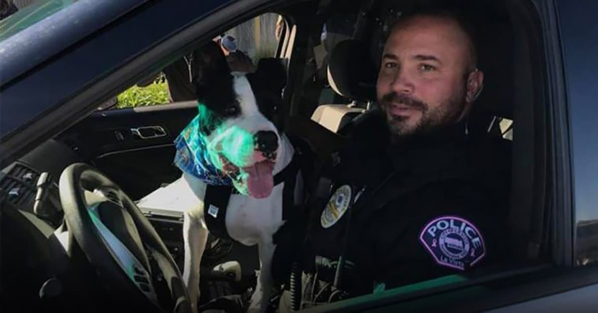 Cops Take Shelter Dogs on Ride-Alongs to Help Increase Their Chance of ...