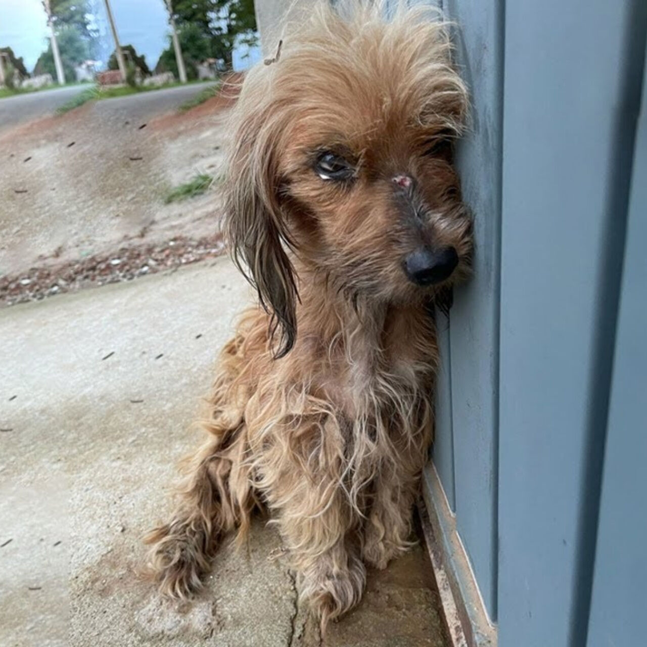 Sick Stray Gives Up Hope After Weeks as Children's Cruel Toy Until ...