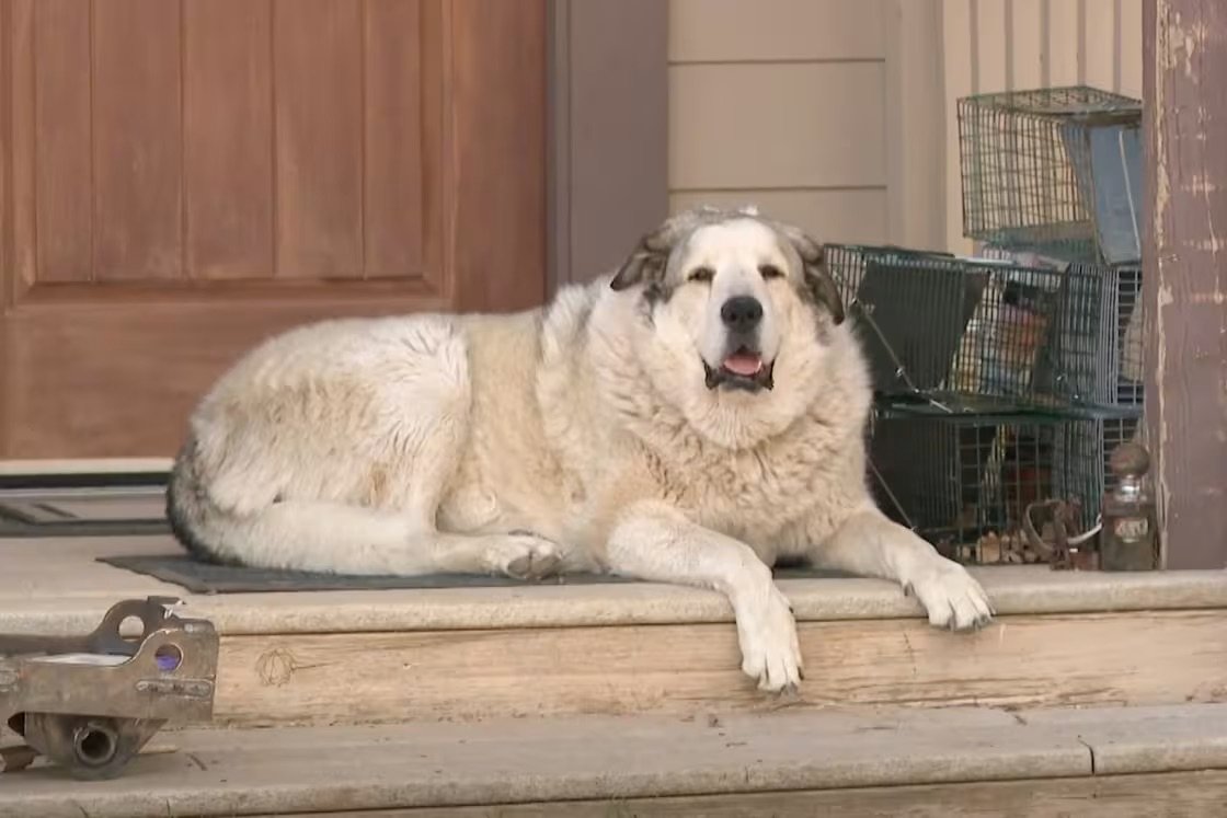 Dog Saves 2-Year-Old Lost in the Arizona Desert and Now He's Getting ...